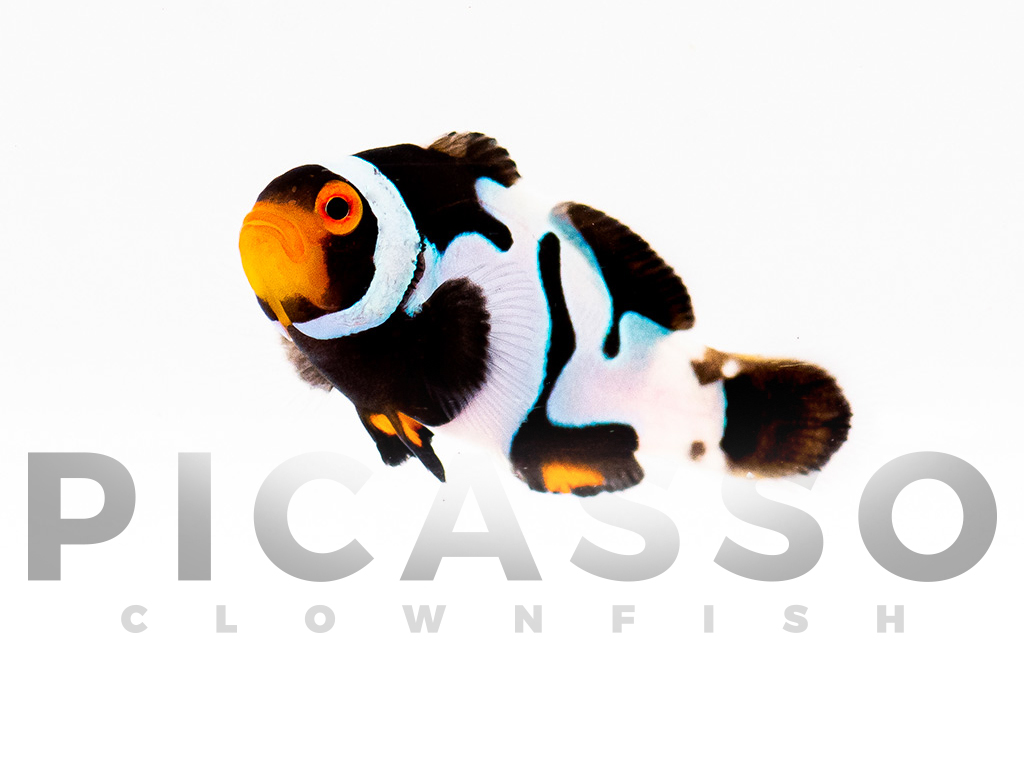Onyx Picasso Clownfish | Premium Extra Black | PicassoClownfish.com