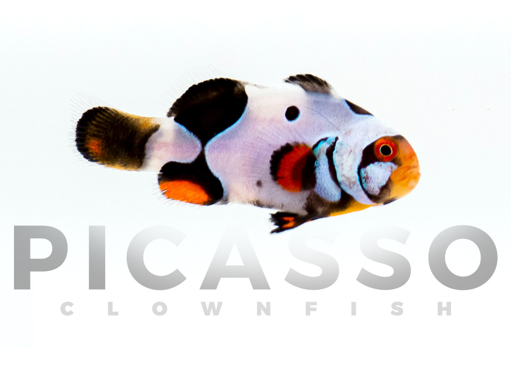 Onyx Picasso Clownfish | Premium Extra Black | PicassoClownfish.com