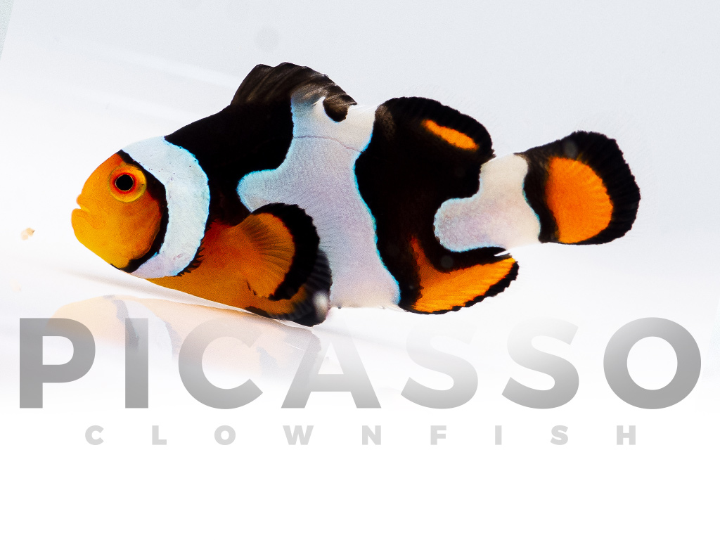 Onyx Picasso Clownfish | Premium Extra Black | PicassoClownfish.com